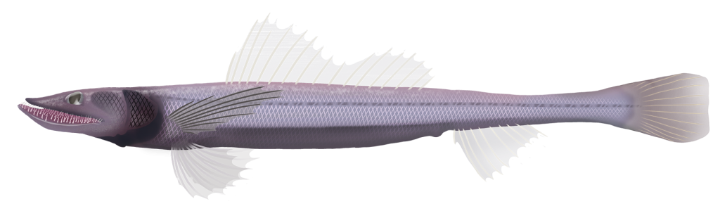 Deepsea Lizardfish - Bathysaurus Ferox | Marinewise