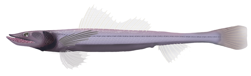 Deepsea Lizardfish - Bathysaurus Ferox | Marinewise