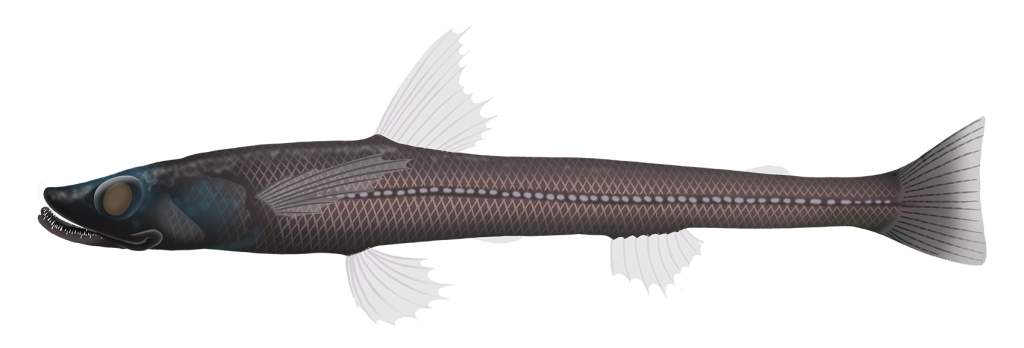 Black Deepsea Lizardfish - Bathysauropsis Gracilis | Marinewise