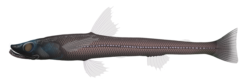 Black Deepsea Lizardfish - Bathysauropsis Gracilis | Marinewise