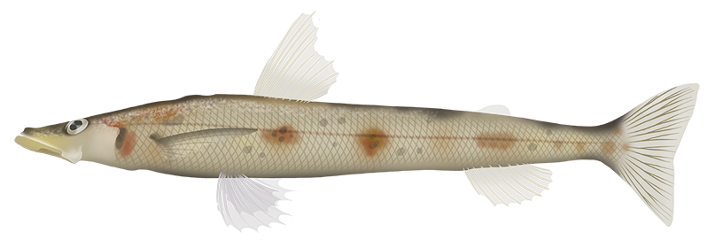 Pale Deepsea Lizardfish - Bathysauroides Gigas | Marinewise