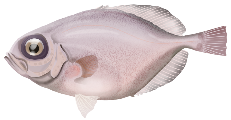 Smooth Oreodory - Pseudocyttus Maculatus | Marinewise