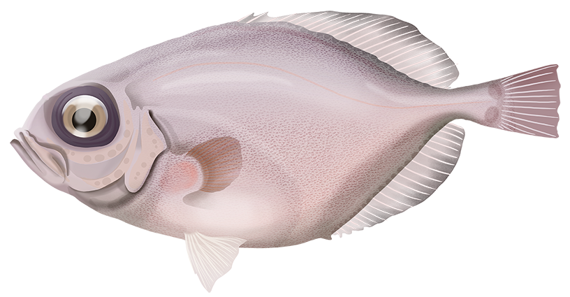 Smooth Oreodory - Pseudocyttus Maculatus | Marinewise