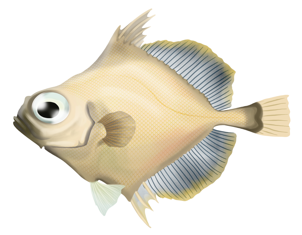 Spiky Oreodory - Neocyttus Rhomboidalis | Marinewise