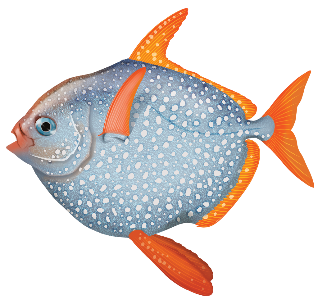Opah - Lampris Australensis | Marinewise