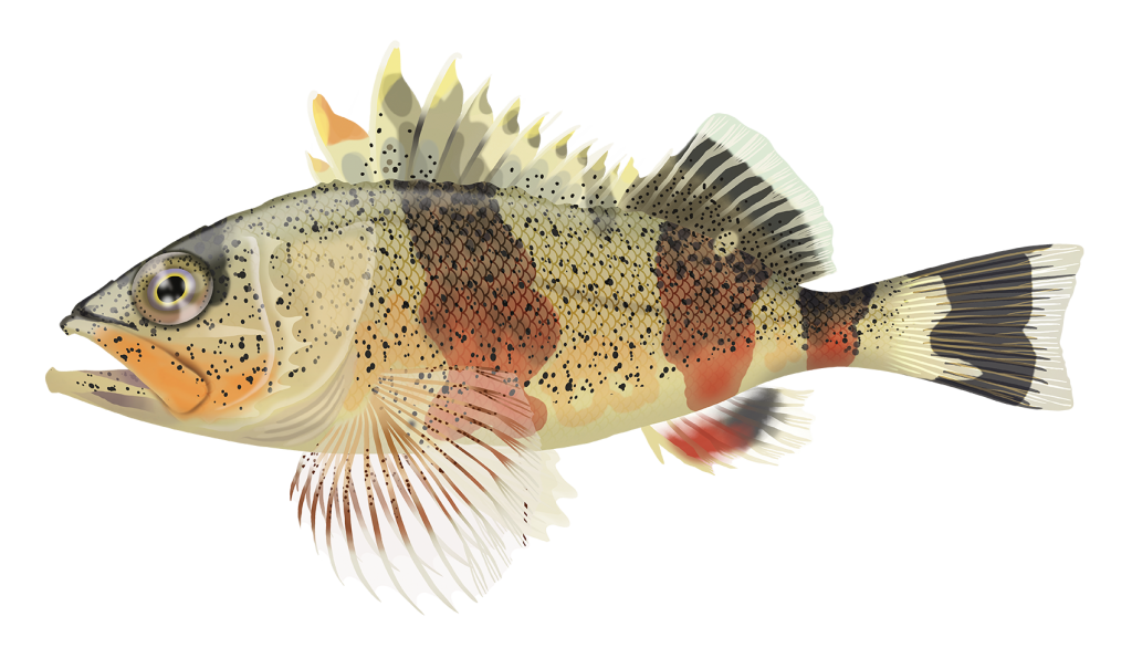 Reef Ocean Perch - Helicolenus Percoides | Marinewise