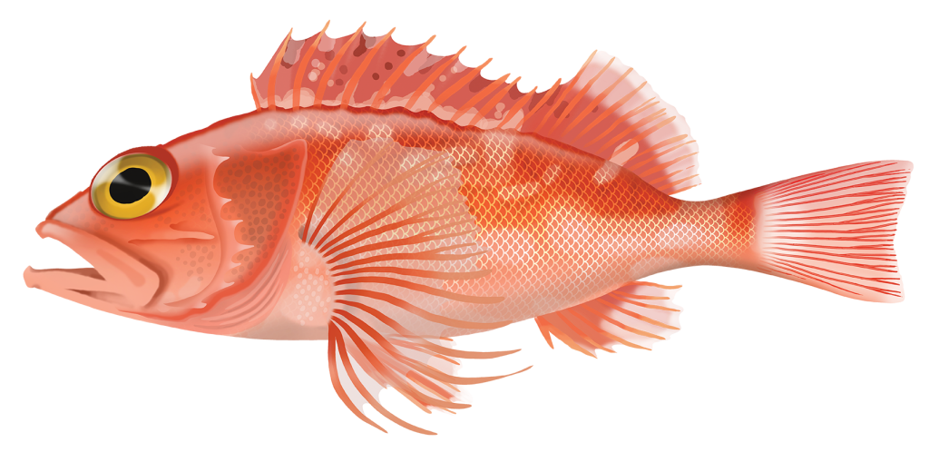 Bigeye Ocean Perch - Helicolenis Barathri | Marinewise