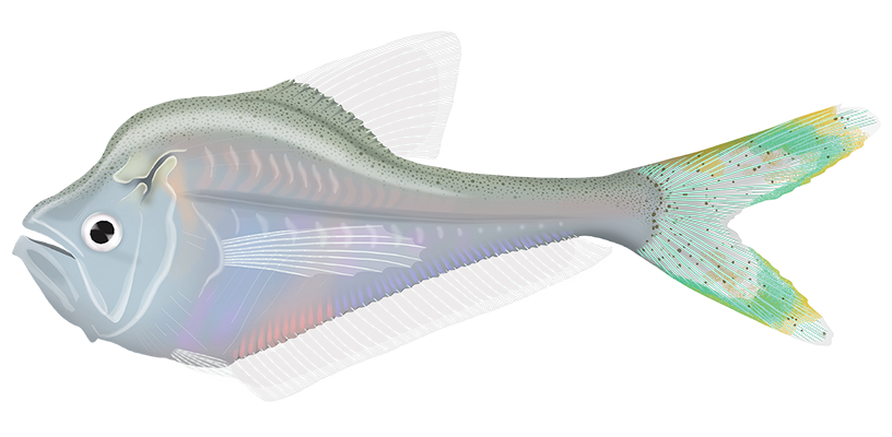 Nurseryfish - Kurtus Gulliveri | Marinewise