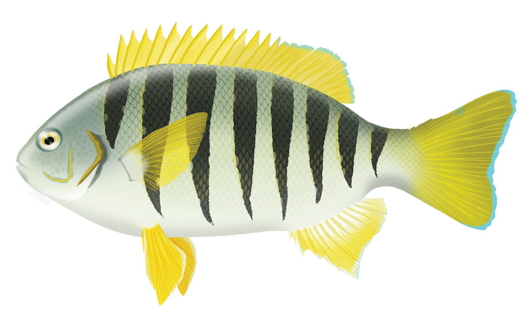 Zebra Fish - Girella Zebra | Marinewise
