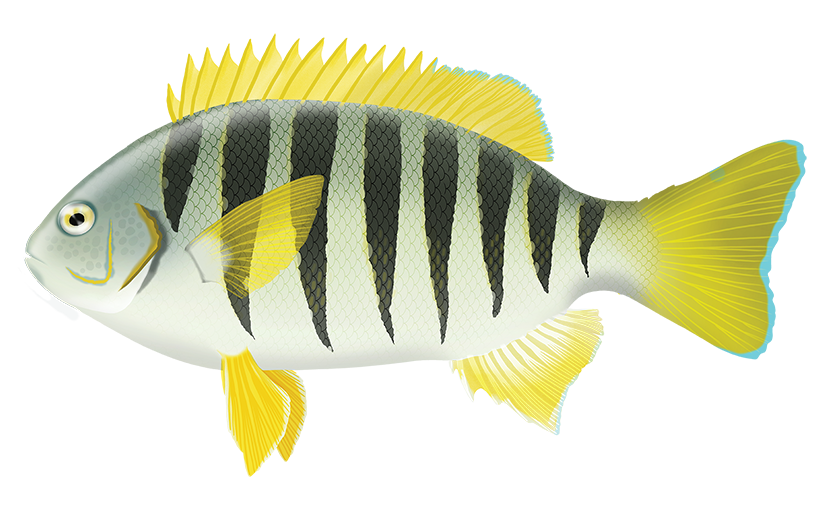 Zebra Fish - Girella Zebra | Marinewise