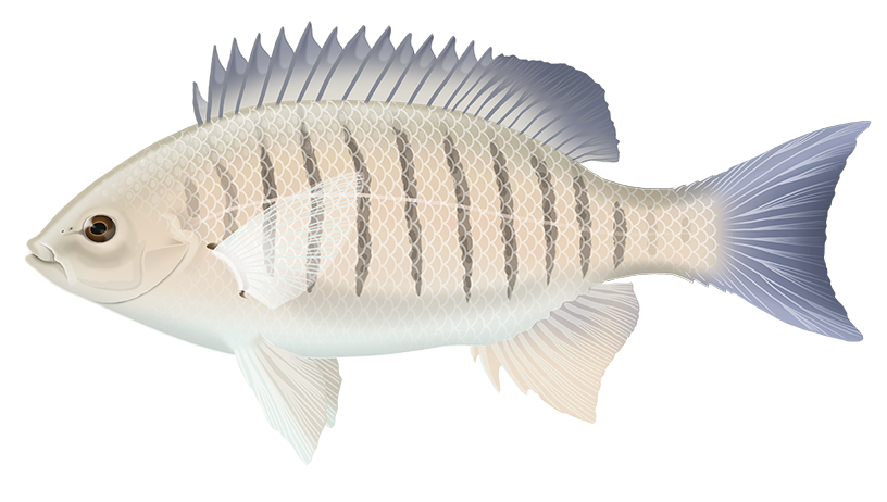 Fishing Ocean Rock Environments - MarineWise