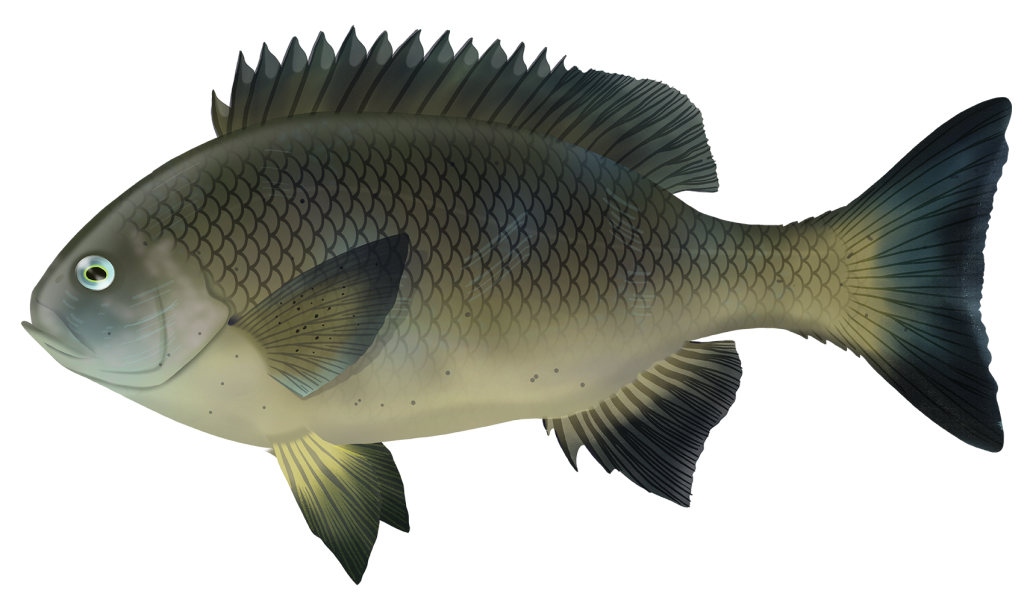 Rock Blackfish - Girella Elevata | Marinewise