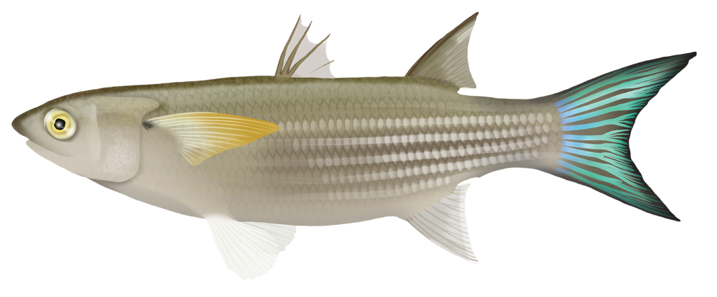 Bluetail Mullet - Moolgarda buchanani | Marinewise