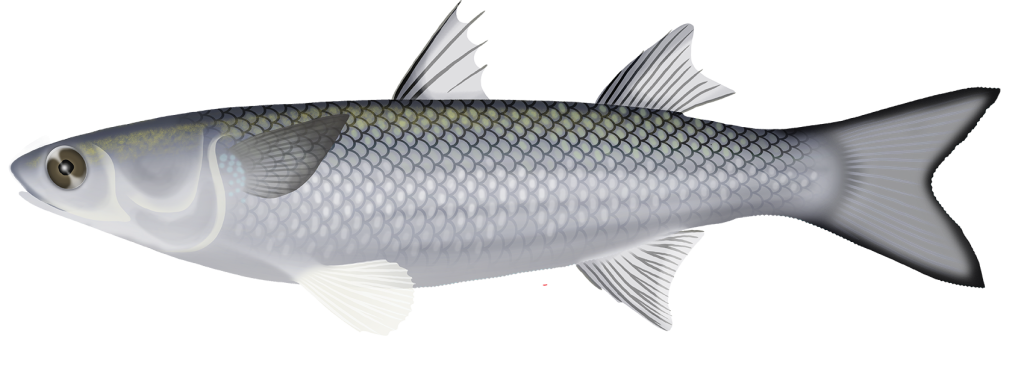 Sea Mullet - Mugil Cephalus | Marinewise