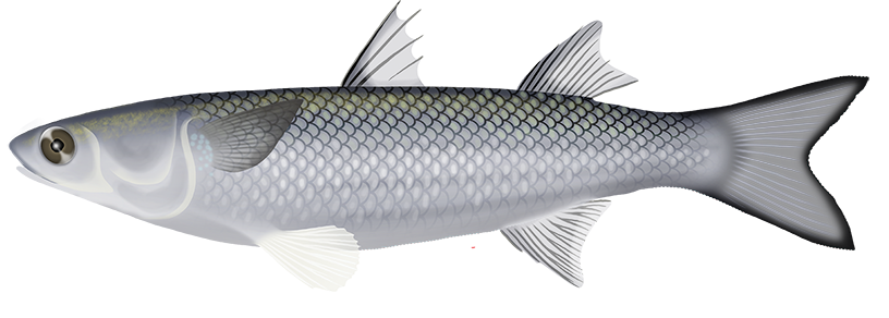 Sea Mullet - Mugil Cephalus | Marinewise