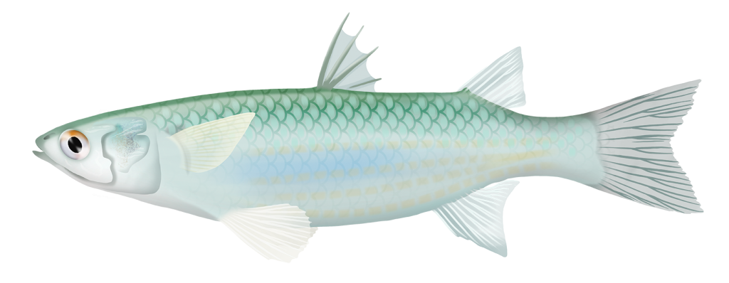 Greenback Mullet - Liza Subviridis | Marinewise