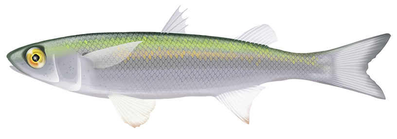 Yelloweye Mullet - Aldrichetta Forsteri | Marinewise
