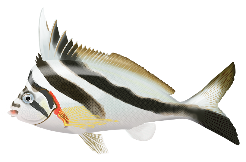 Crested Morwong - Goniistius Vestitus | Marinewise
