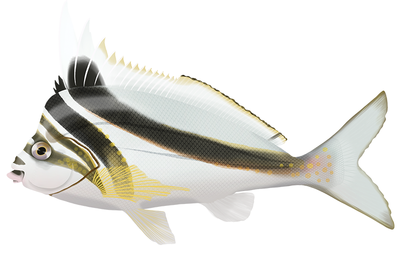 Magpie Morwong - Goniistius Gibbosus | Marinewise