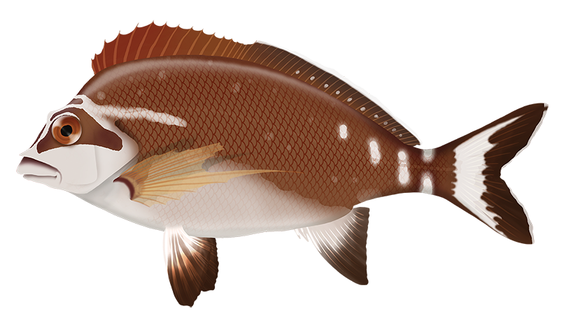 Red Morwong - Morwong Fuscus | Marinewise