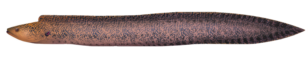 Giant Moray - Gymnothorax Javanicus | Marinewise