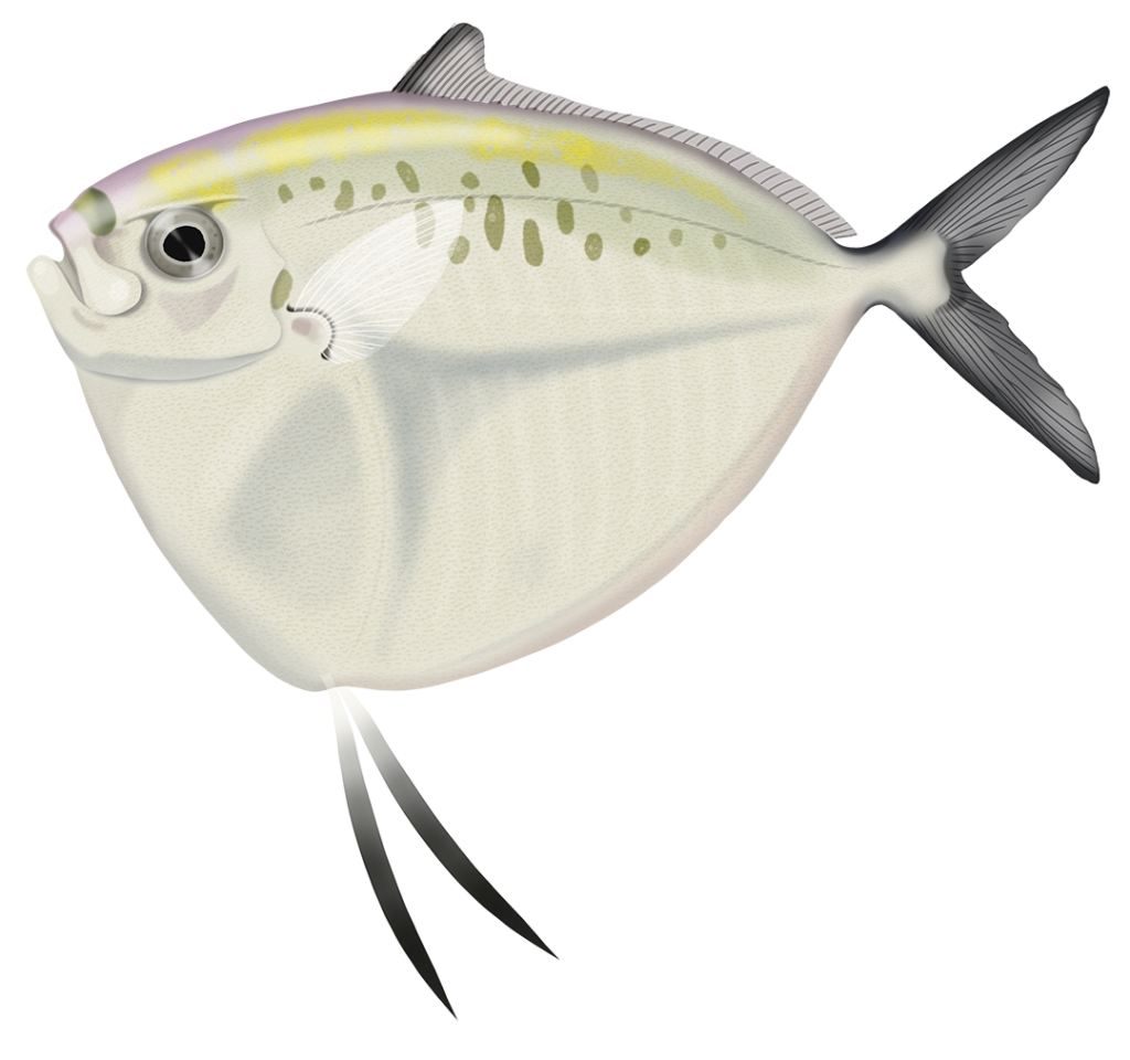 Razor Moonfish - Mene Maculata | Marinewise