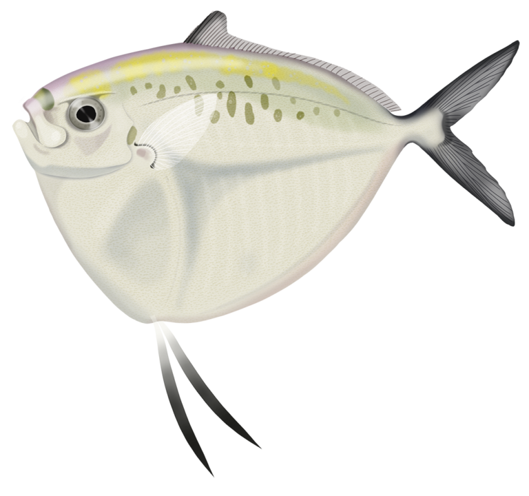 Razor Moonfish - Mene Maculata | Marinewise