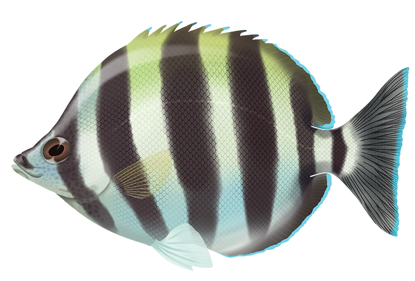 Moonlighter - Tilodon Sexfasciatum | Marinewise