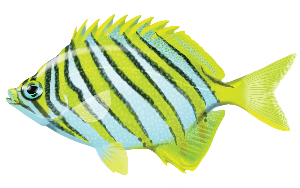 Sweep Footballer - Neatypus Obliquus | Marinewise