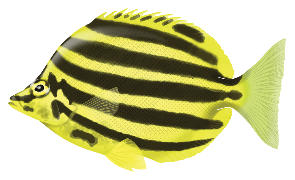 Stripey - Microcanthus Strigatus | Marinewise