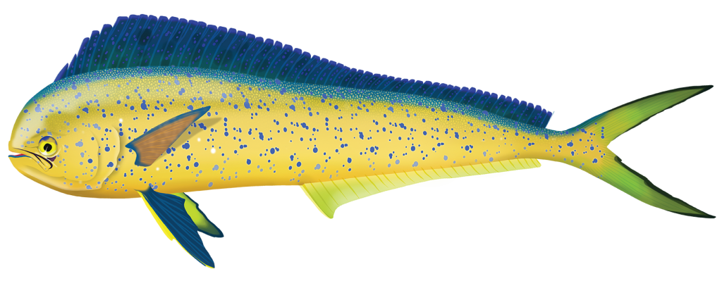 Mahi Mahi - Coryphaena Hippurus | Marinewise