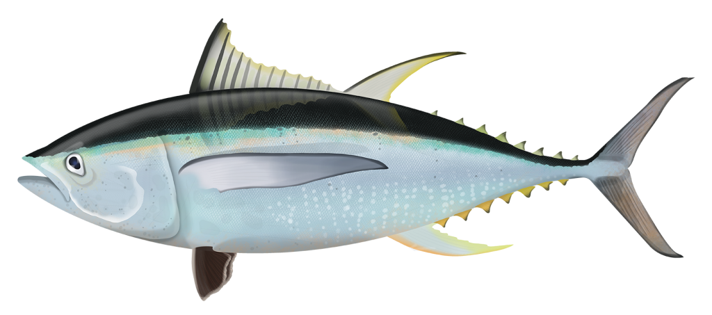 Northern Bluefin Tuna - Thunnus Thynnus | Marinewise
