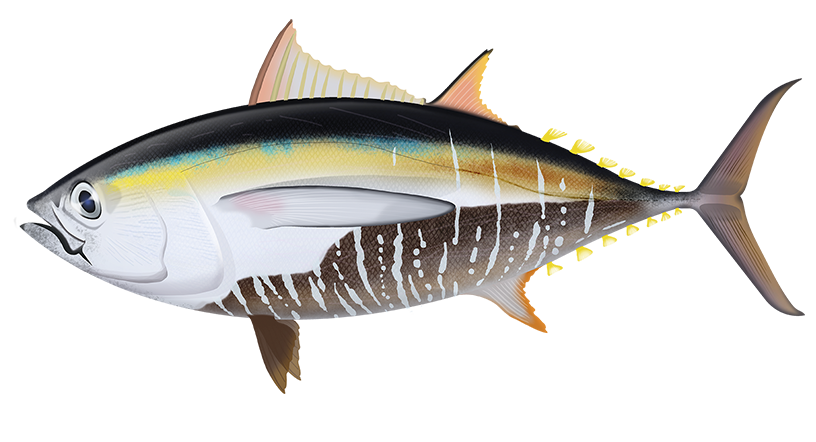 Bigeye Tuna - Thunnus Obesus | Marinewise