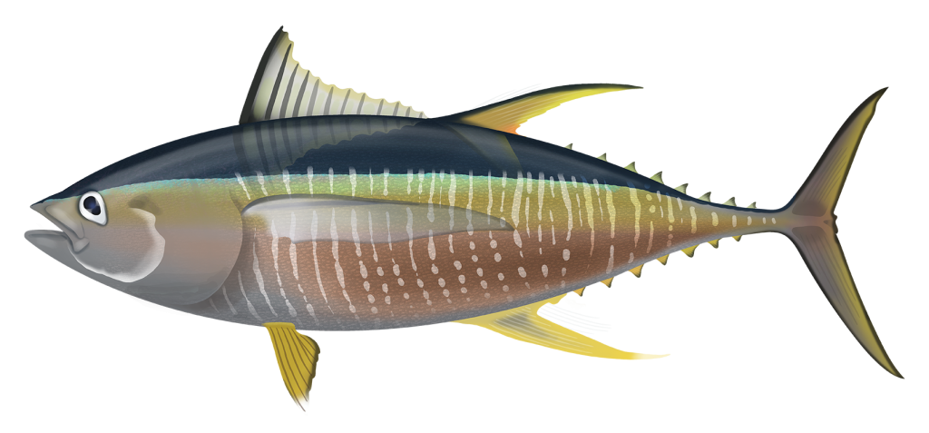 Yellowfin Tuna - Thunnus Albacares | Marinewise