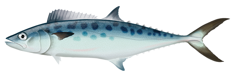 School Mackerel - Scomberomorus Queenslandicus | Marinewise