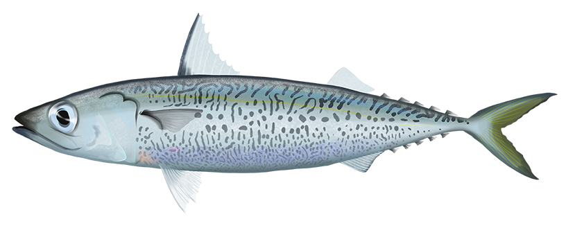 Slimy Mackerel - Scomber Australasicus | Marinewise