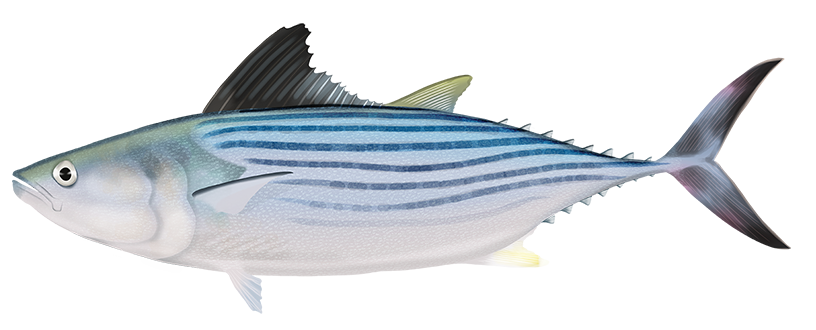 Australian Bonito - Sarda Australis | Marinewise