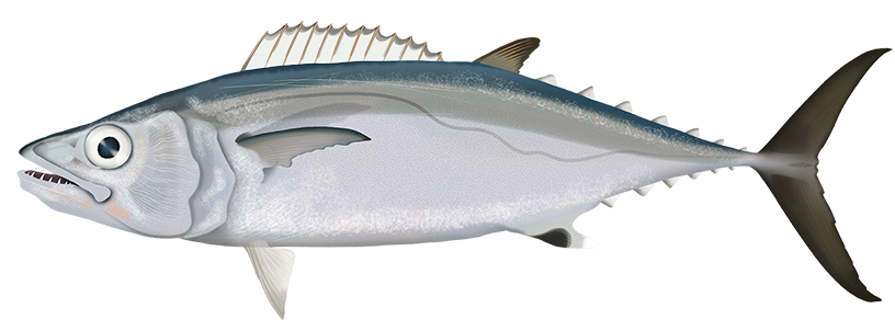 Dogtooth Tuna - Gymnosarda Unicolor | Marinewise