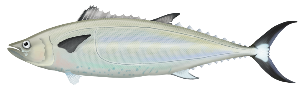 Shark Mackerel - Grammatorcynus Bicarinatus | Marinewise