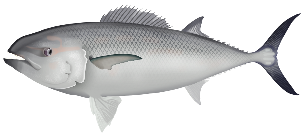 Butterfly Mackerel - Gasterochisma Melampus | Marinewise