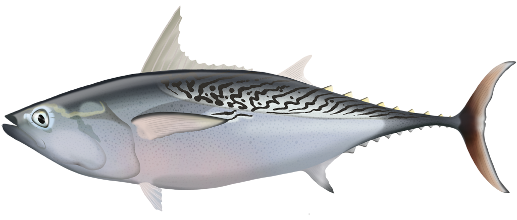 Mackerel Tuna - Euthynnus Affinis | Marinewise