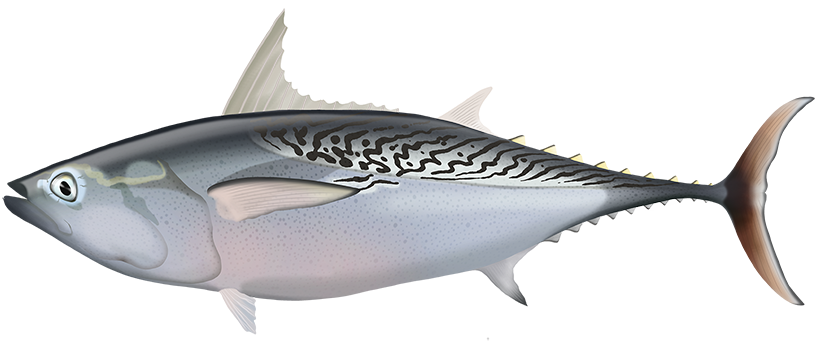 Mackerel Tuna - Euthynnus Affinis | Marinewise