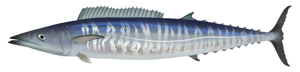 Wahoo - Acanthocybium Solandri | Marinewise