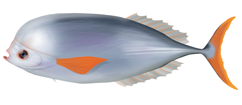 Louvar - Luvarus Imperialis | Marinewise