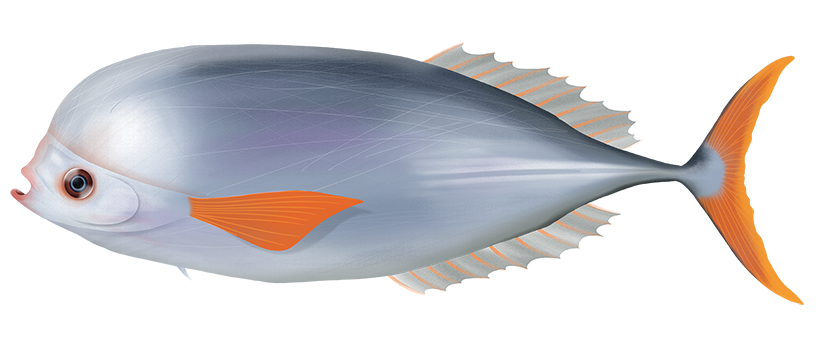 Louvar - Luvarus Imperialis | Marinewise