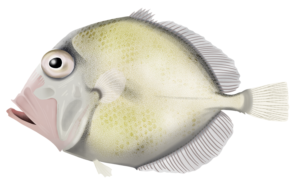 King Dory - Cyttus Traversi | Marinewise