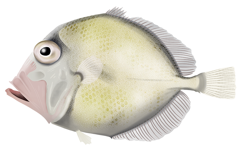 King Dory - Cyttus Traversi | Marinewise