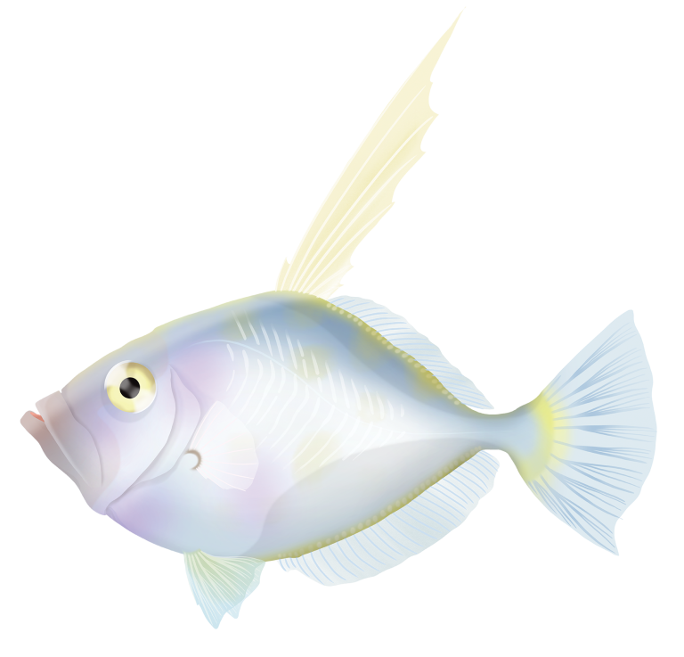 Silver Dory - Cyttus Australis | Marinewise