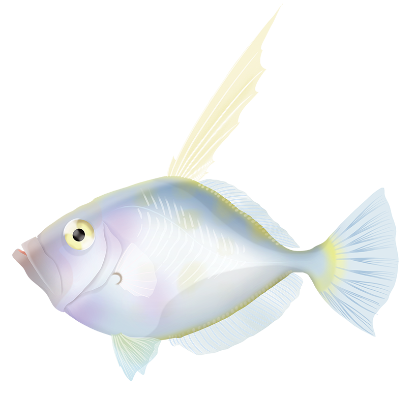 Silver Dory - Cyttus Australis | Marinewise