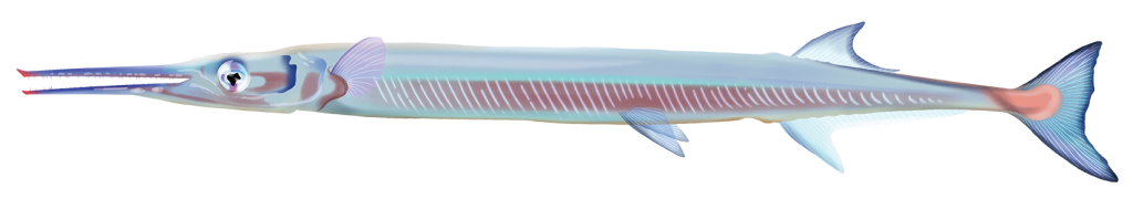 Crocodile Longtom - Tylosurus Crocodilus | Marinewise